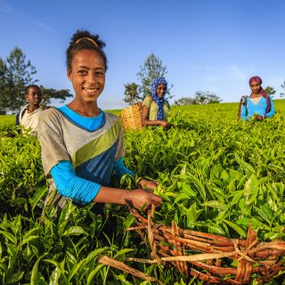 Agricultural Labour Markets